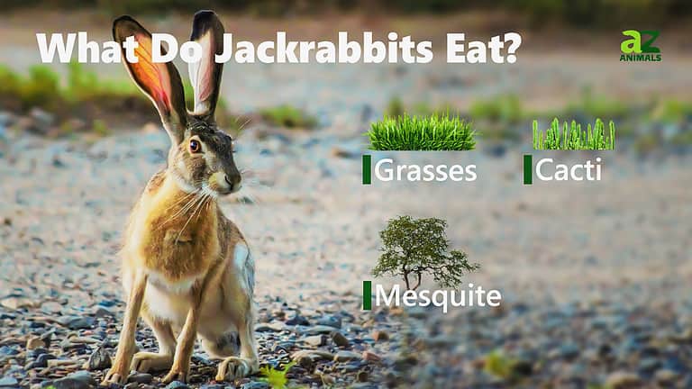 Jackrabbit Animal Facts - Lepus californicus - A-Z Animals