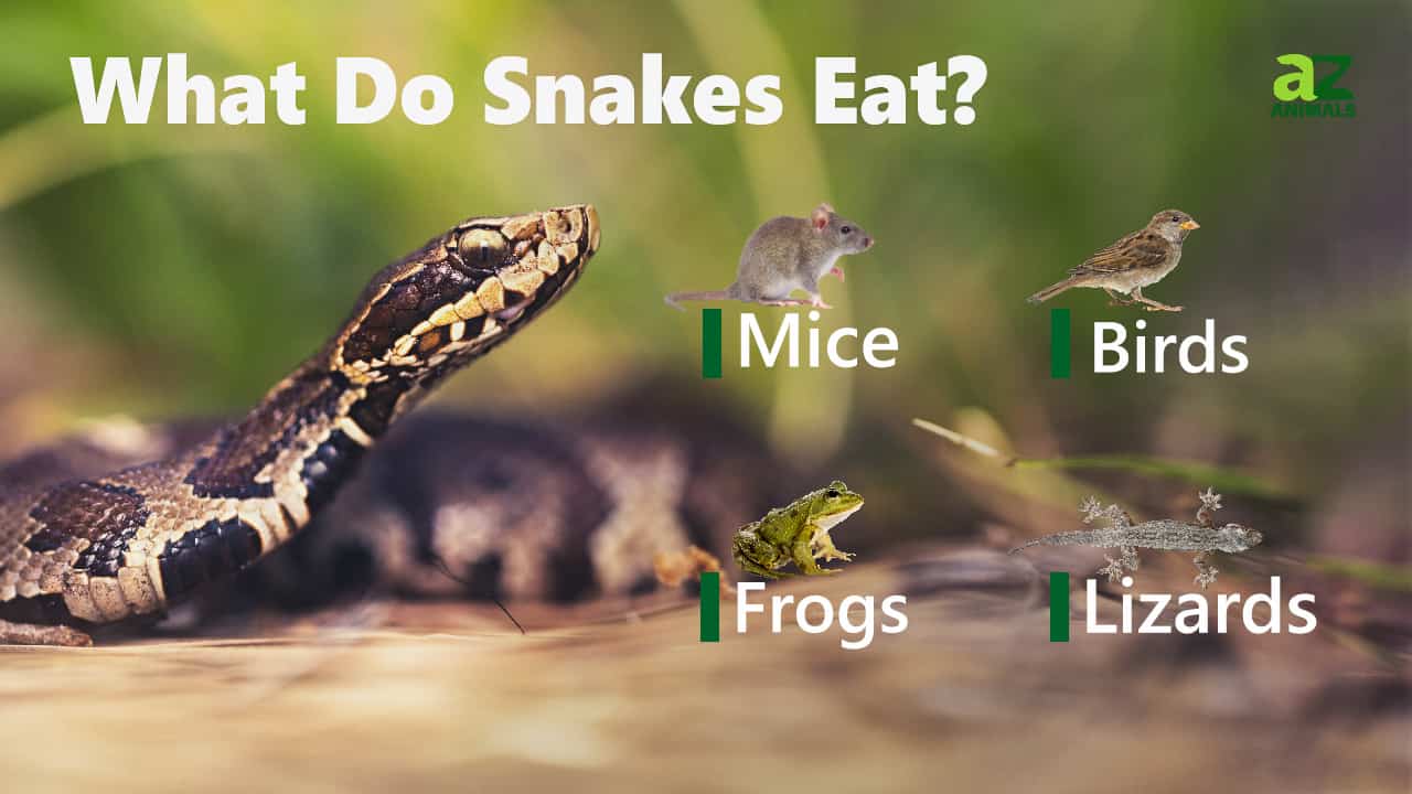 Rat Snakes Animal Facts - Pantherophis - A-Z Animals