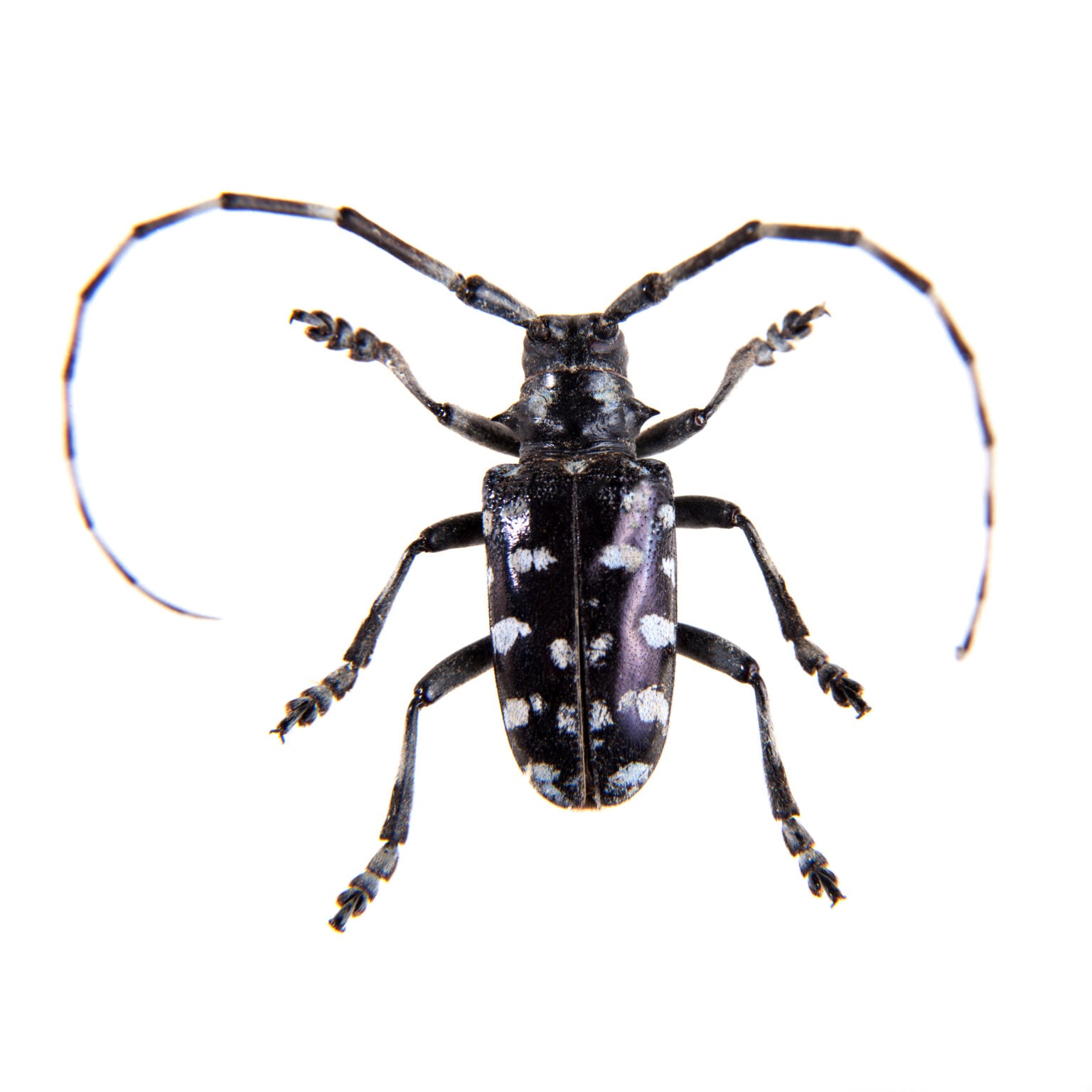 Ten Beetles Native to Washington - A-Z Animals