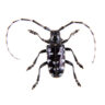 Ten Beetles Native to Washington - A-Z Animals