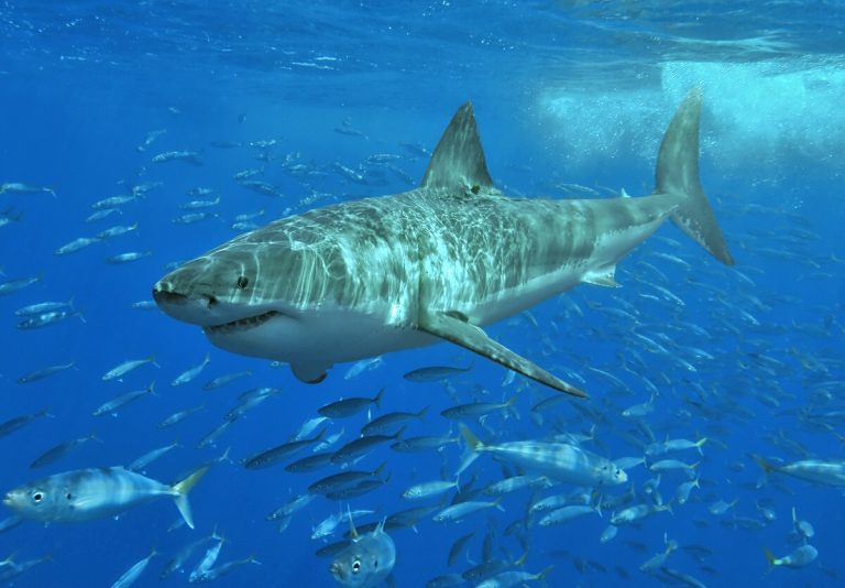 Track or Lose: The Race to Follow America’s Largest Sharks Before They ...