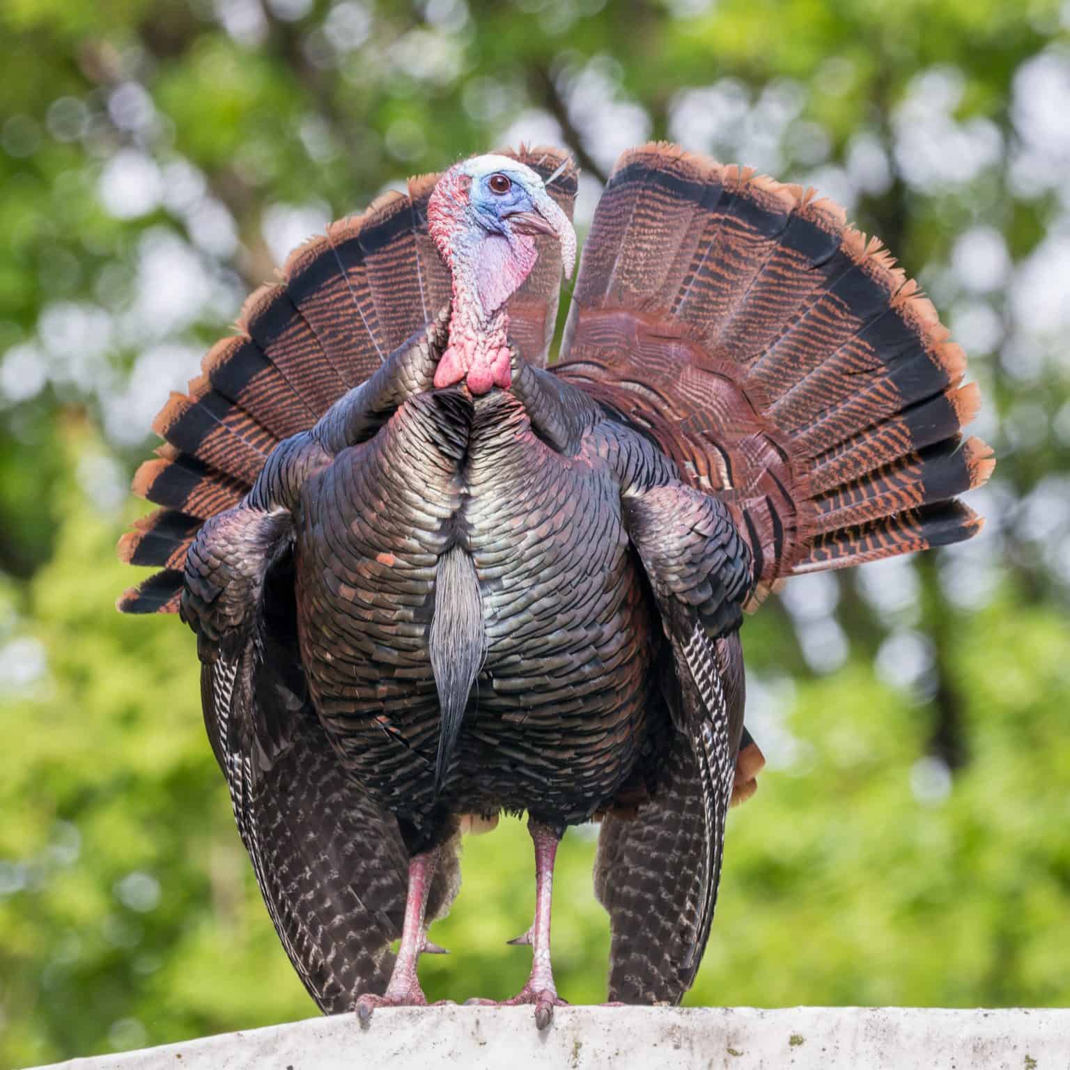 Discover the 12 Official State Animals of Massachusetts - A-Z Animals