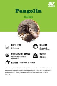 Pangolin Animal Facts - A-Z Animals