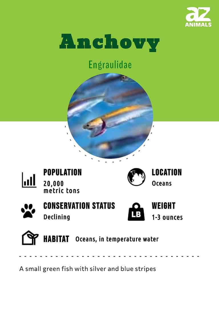 Anchovies Fish Facts - A-Z Animals