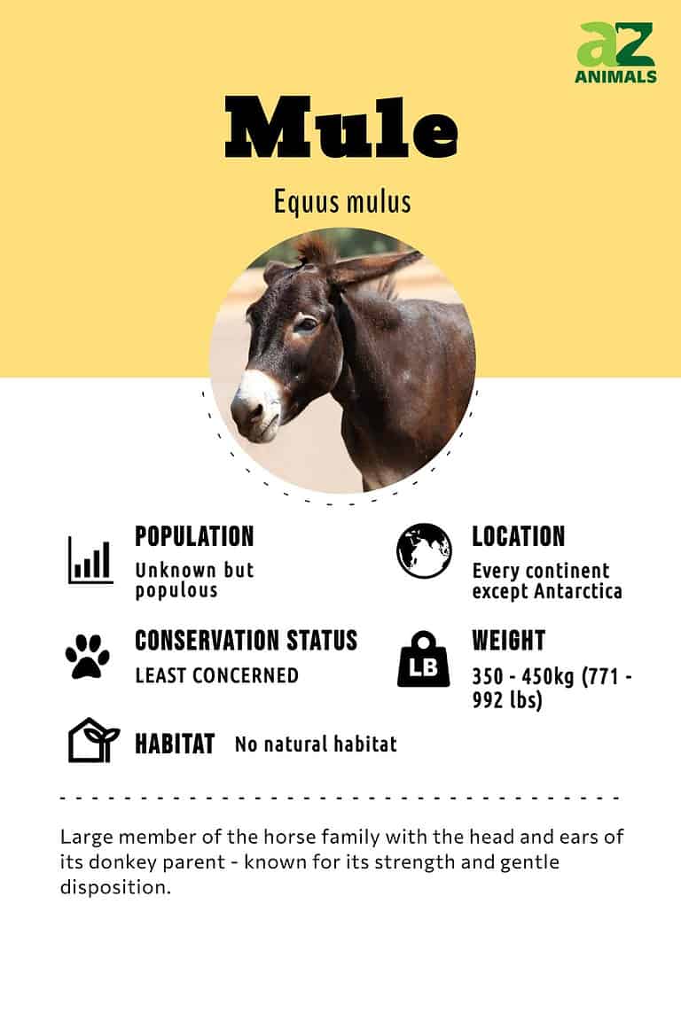 Mule Animal Facts - Equus mulus - A-Z Animals