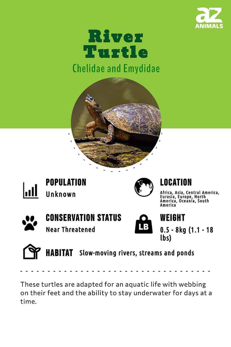 River Turtle Animal Facts - A-Z Animals