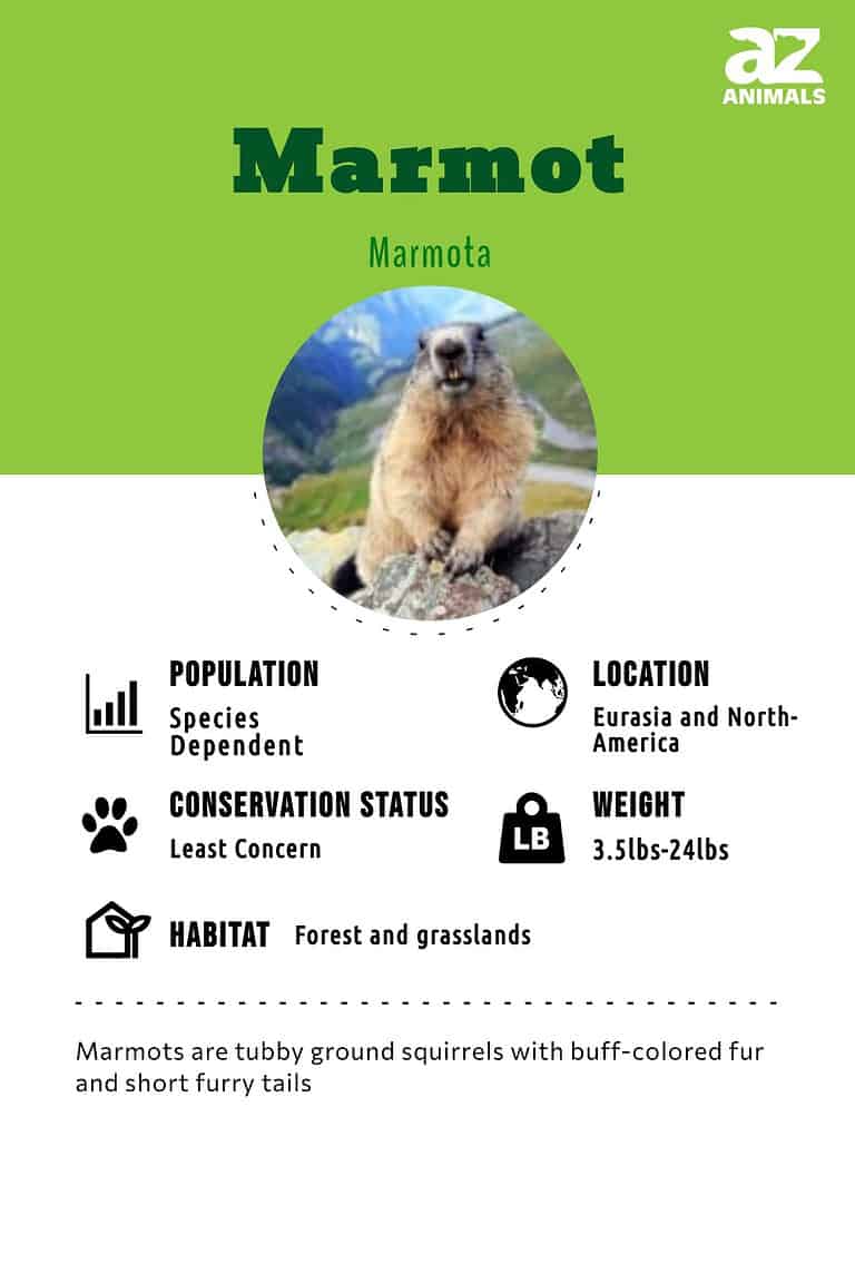 Marmot Animal Facts - Marmota - A-Z Animals