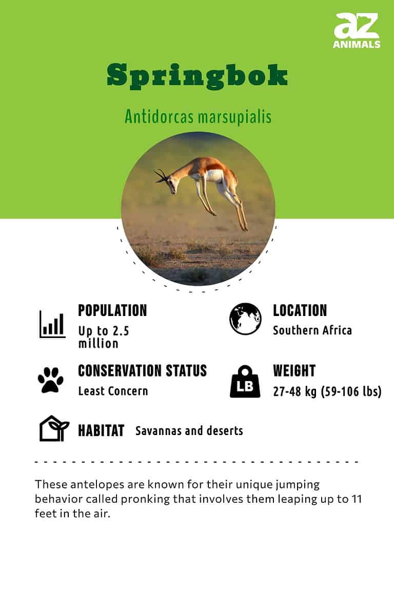 Springbok Animal Facts - Antidorcas marsupialis - A-Z Animals