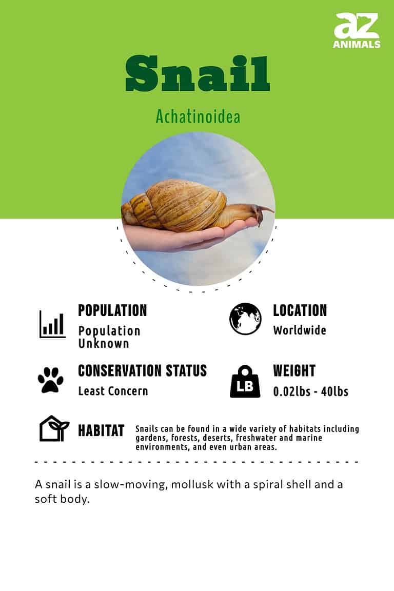 Snail Animal Facts - Achatinoidea - A-Z Animals