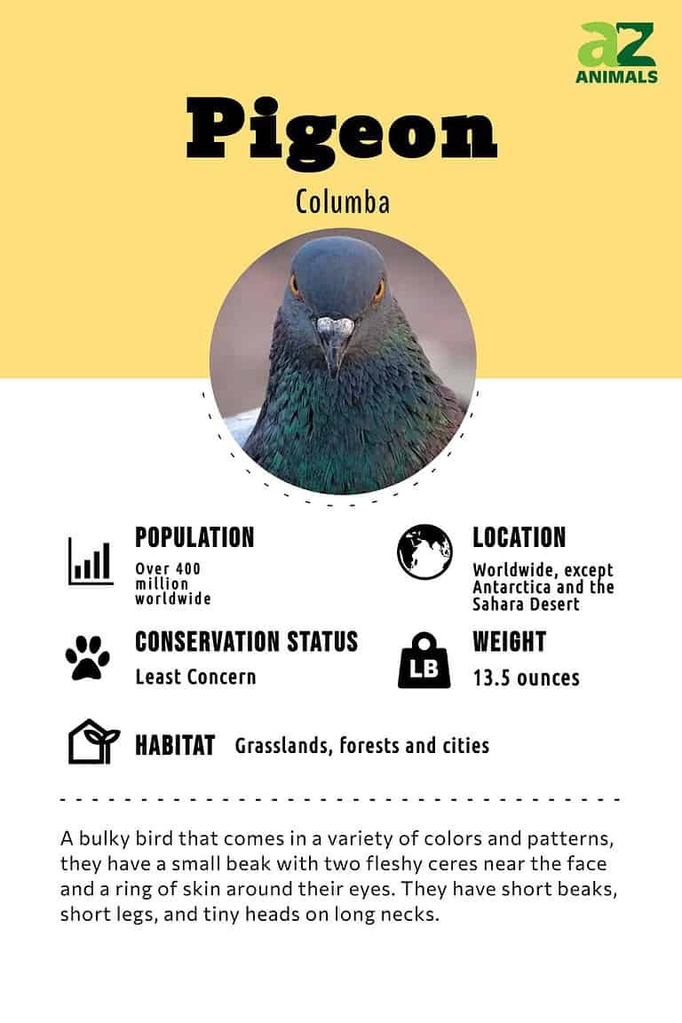 Pigeon Bird Facts - A-Z Animals