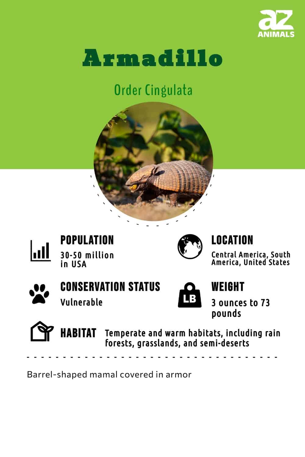 Armadillo Animal Facts - Cingulata - A-Z Animals