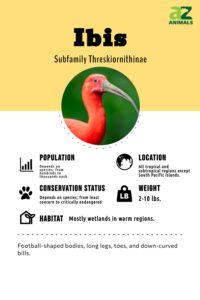 Ibis Animal Facts - Threskiornithidae - A-Z Animals