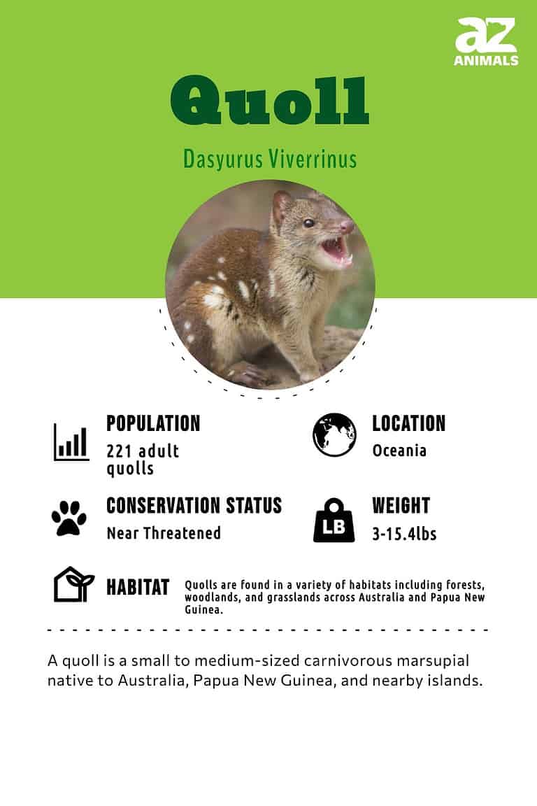 Quoll Animal Facts - Dasyurus Viverrinus - A-Z Animals