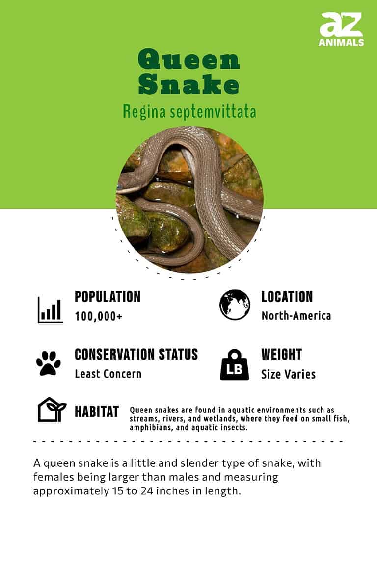 Queen Snake Animal Facts - A-Z Animals