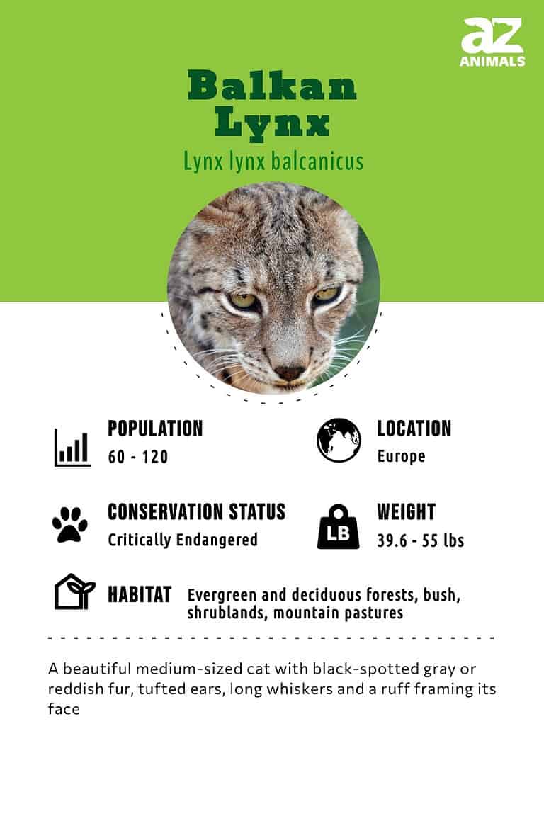 Balkan Lynx Animal Facts - Lynx lynx balcanicus - A-Z Animals