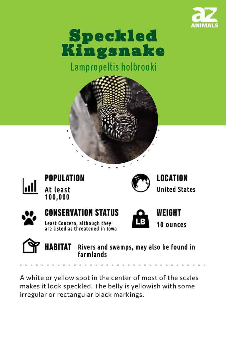 Speckled Kingsnake Animal Facts - Lampropeltis holbrooki - A-Z Animals