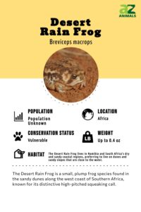 Desert Rain Frog Animal Facts - Breviceps macrops - A-Z Animals
