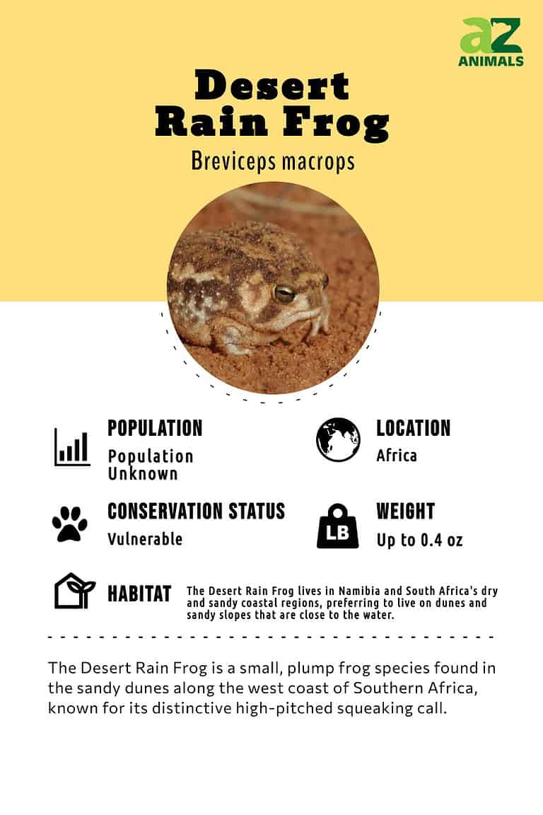 Desert Rain Frog Animal Facts - Breviceps macrops - A-Z Animals