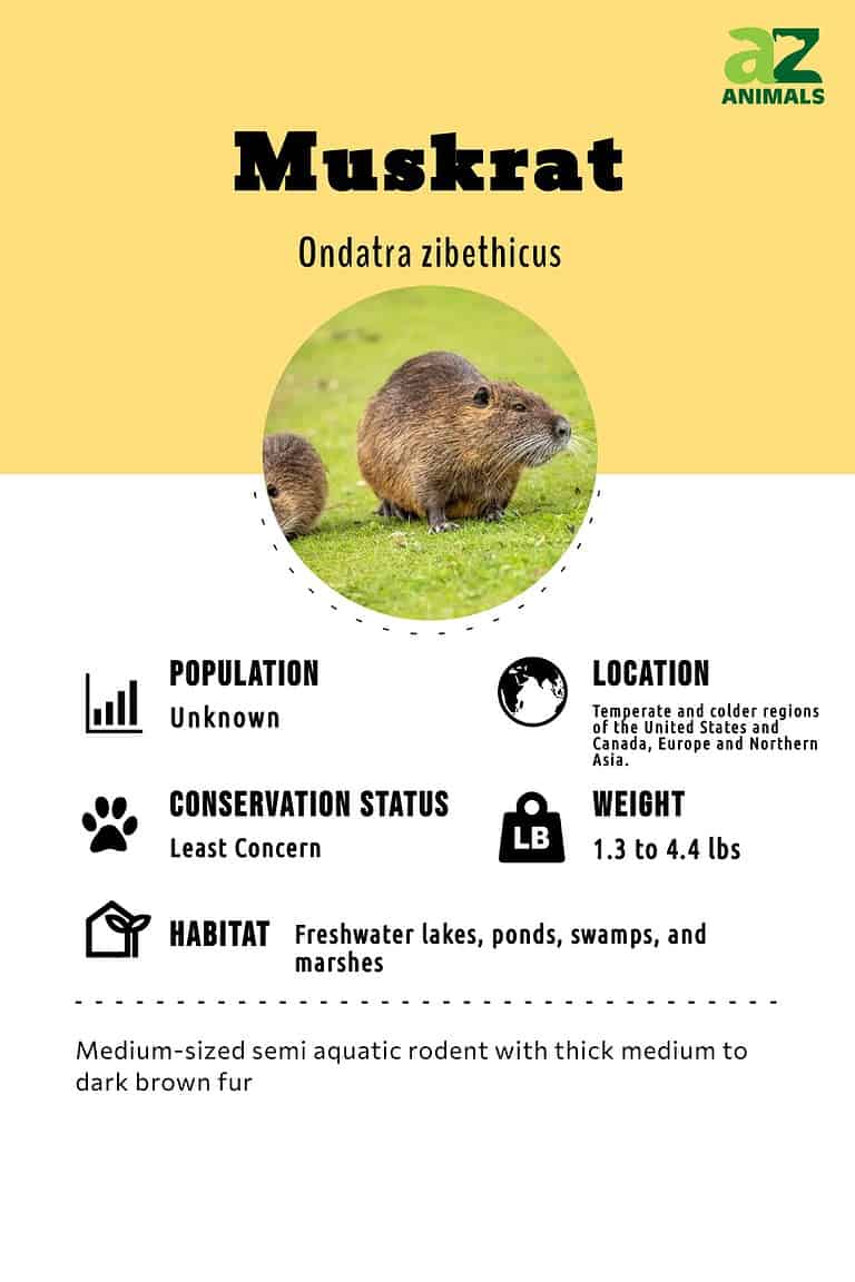 Muskrat Animal Facts - Ondatra zibethicus - A-Z Animals