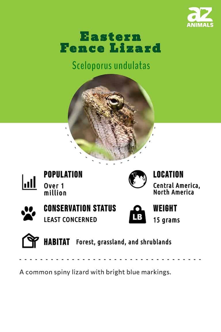 Eastern Fence Lizard Animal Facts - Sceloporus undulatus - A-Z Animals