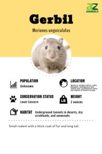 Gerbil Animal Facts - Gerbillidae - A-Z Animals