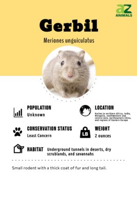 Gerbil Animal Facts - Gerbillidae - A-Z Animals