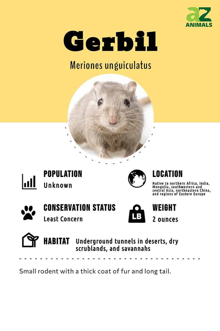 Gerbil Animal Facts - A-Z Animals