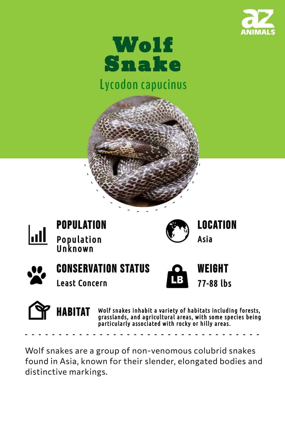 Wolf Snake Animal Facts - Lycodon capucinus - A-Z Animals
