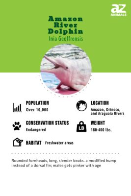 Amazon River Dolphin (Pink Dolphin) - A-Z Animals
