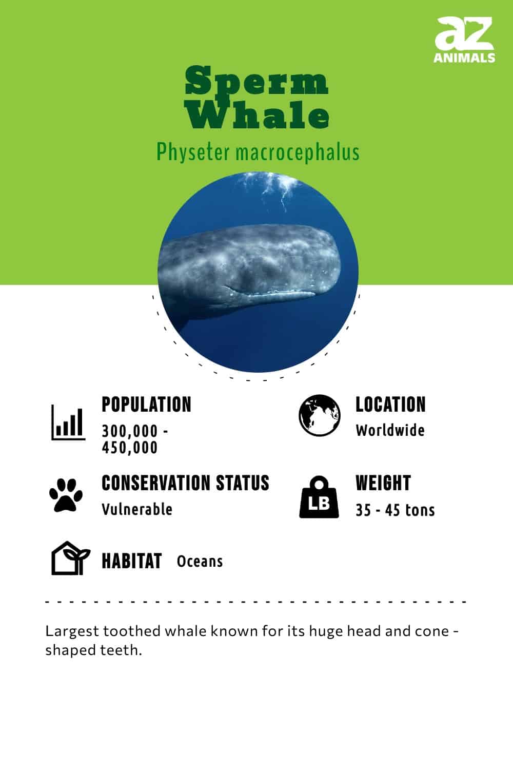 Sperm Whale Animal Facts - Physeter macrocephalus - A-Z Animals