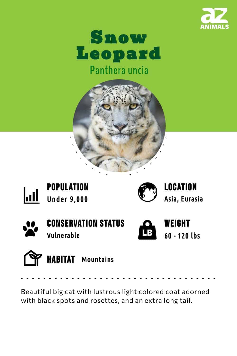 Snow Leopard Animal Facts - Panthera uncia - A-Z Animals