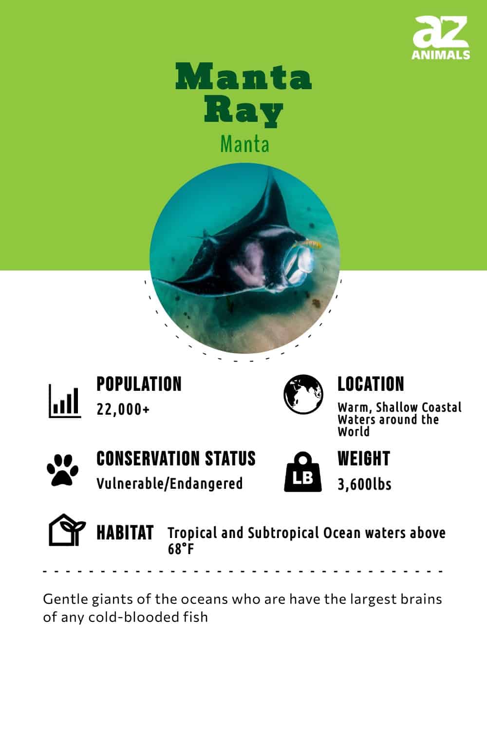 Manta Ray Fish Facts - A-Z Animals