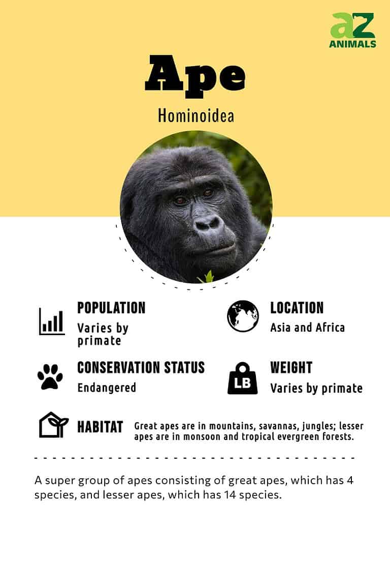 Ape Animal Facts - Hominoidea - A-Z Animals