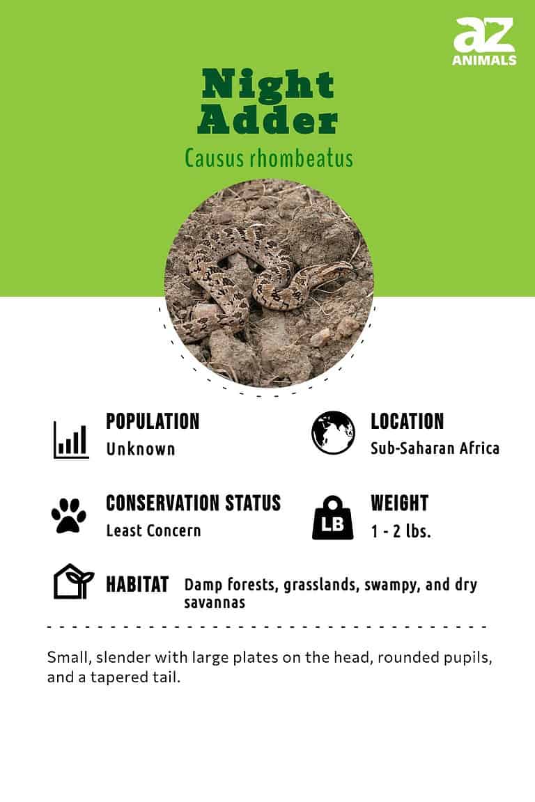 Night Adder Animal Facts - Causus rhombeatus - A-Z Animals