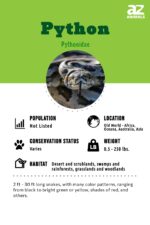 Python Animal Facts - Pythonidae - A-Z Animals