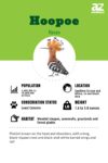 Hoopoe Animal Facts - Upupa epops - A-Z Animals