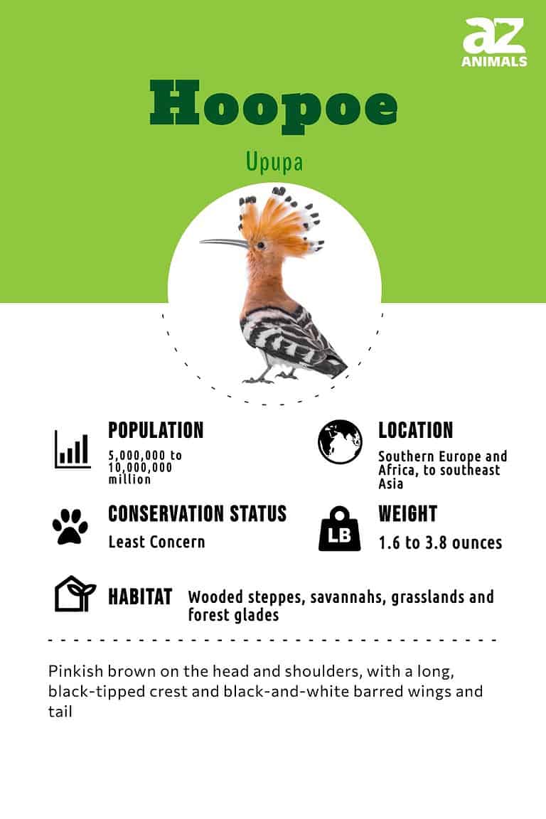 Hoopoe Bird Facts - A-Z Animals