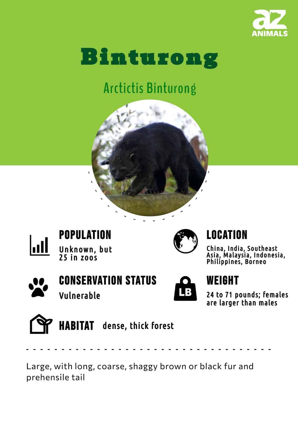 Binturong Animal Facts - Arctictis binturong - A-Z Animals