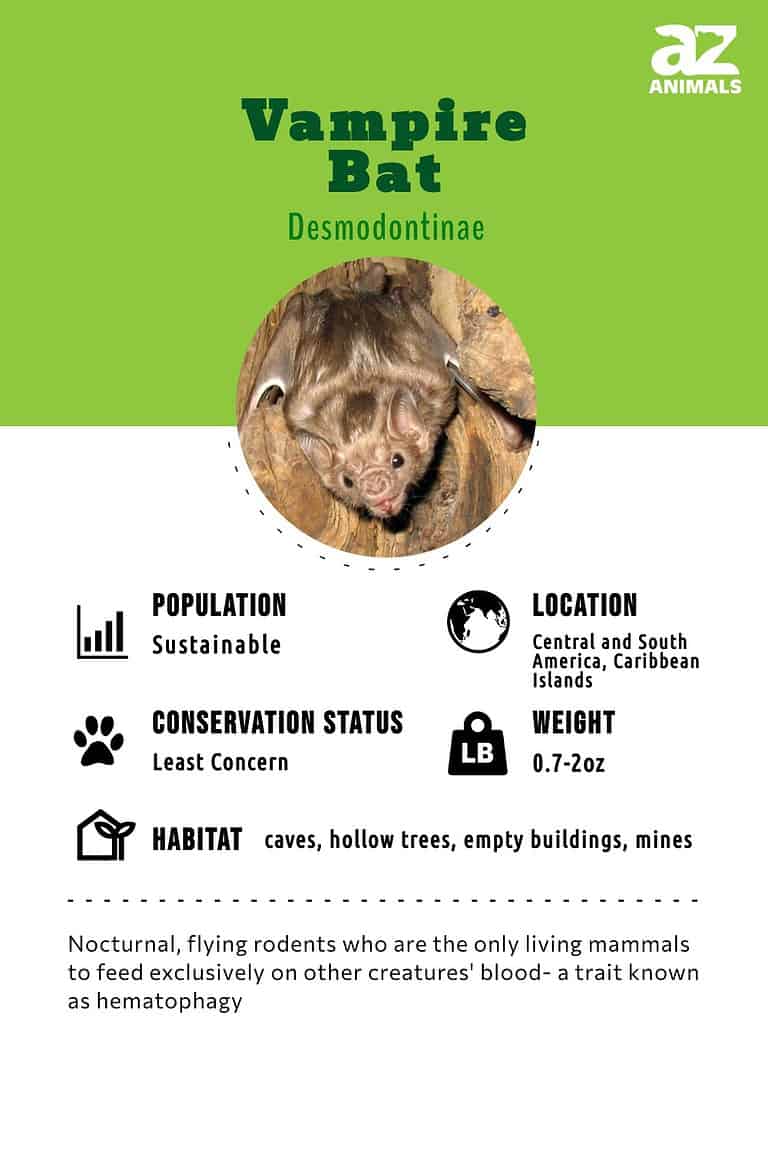 Vampire Bat Animal Facts - Desmodontinae - A-Z Animals