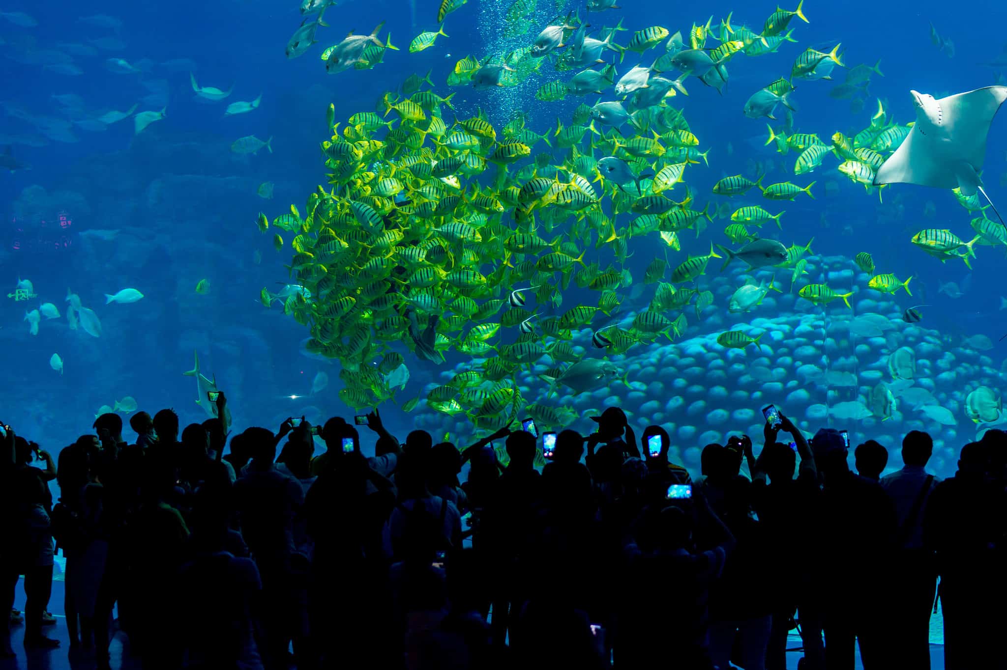 These Are the Largest Aquariums on the Planet (Including One With ...
