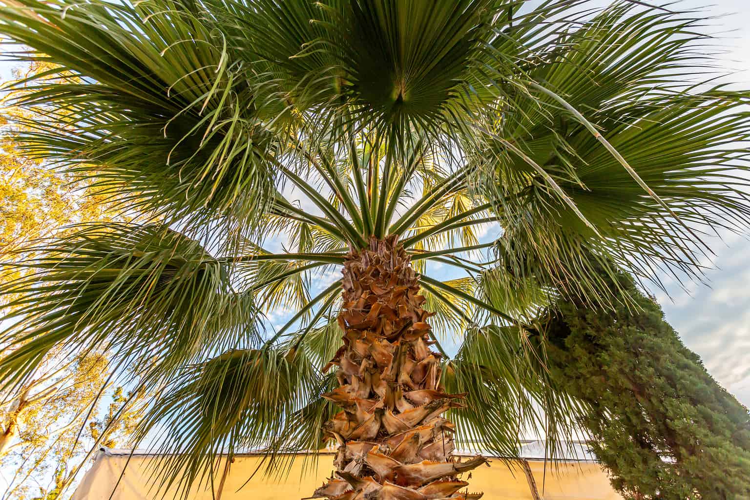 Chinese Palm Plant - A-Z Animals