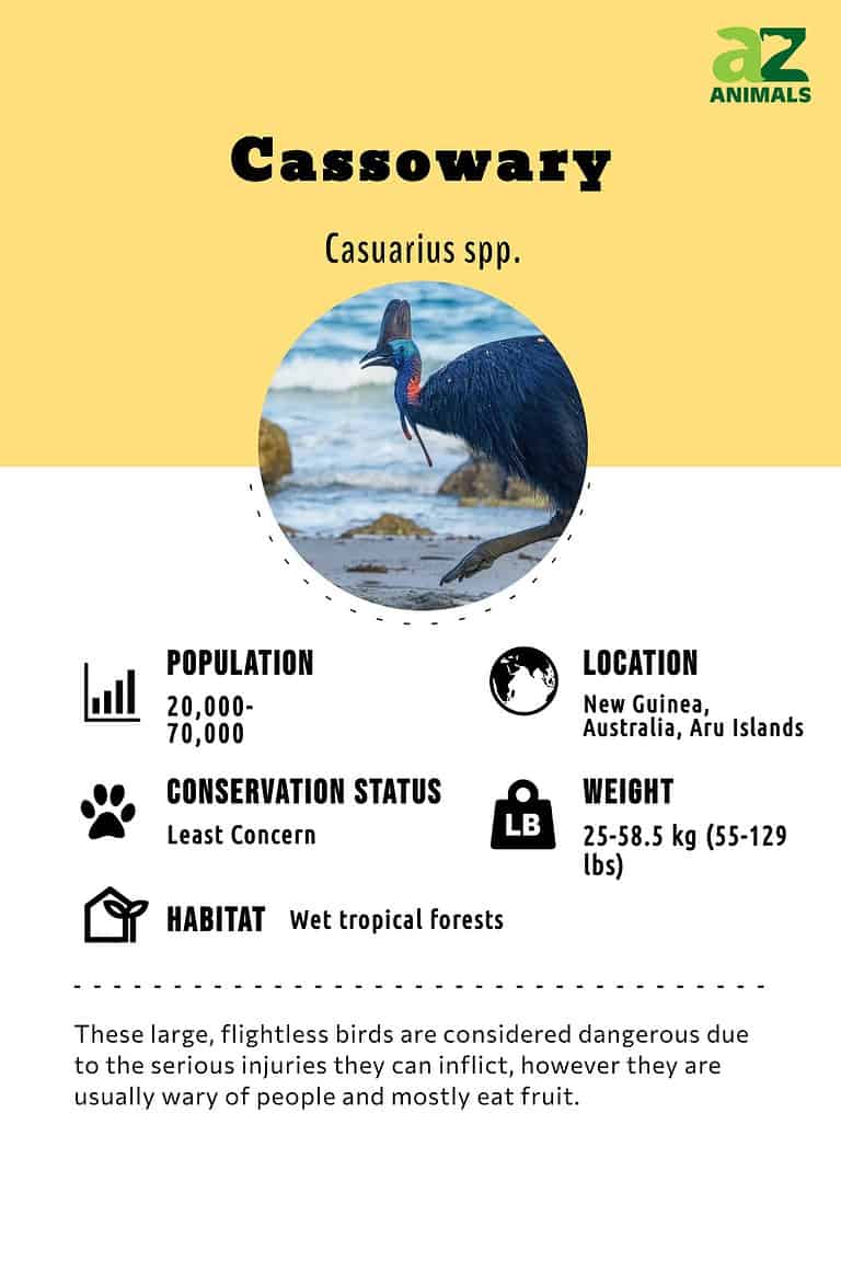 Cassowary Bird Facts - Casuarius spp. - A-Z Animals