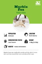 Marble Fox Animal Facts - Vulpes vulpes - A-Z Animals