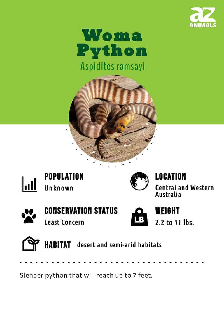 Woma Python Animal Facts - A. ramsayi - A-Z Animals