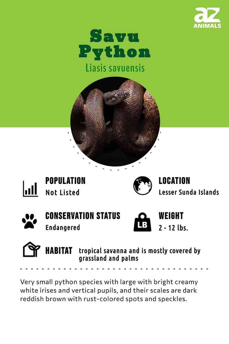 Savu Python Animal Facts - Liasis savuensis - A-Z Animals