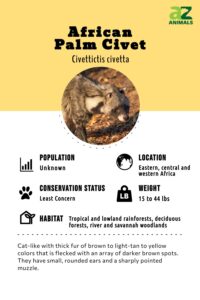 African Palm Civet Animal Facts - Nandinia binotata - A-Z Animals