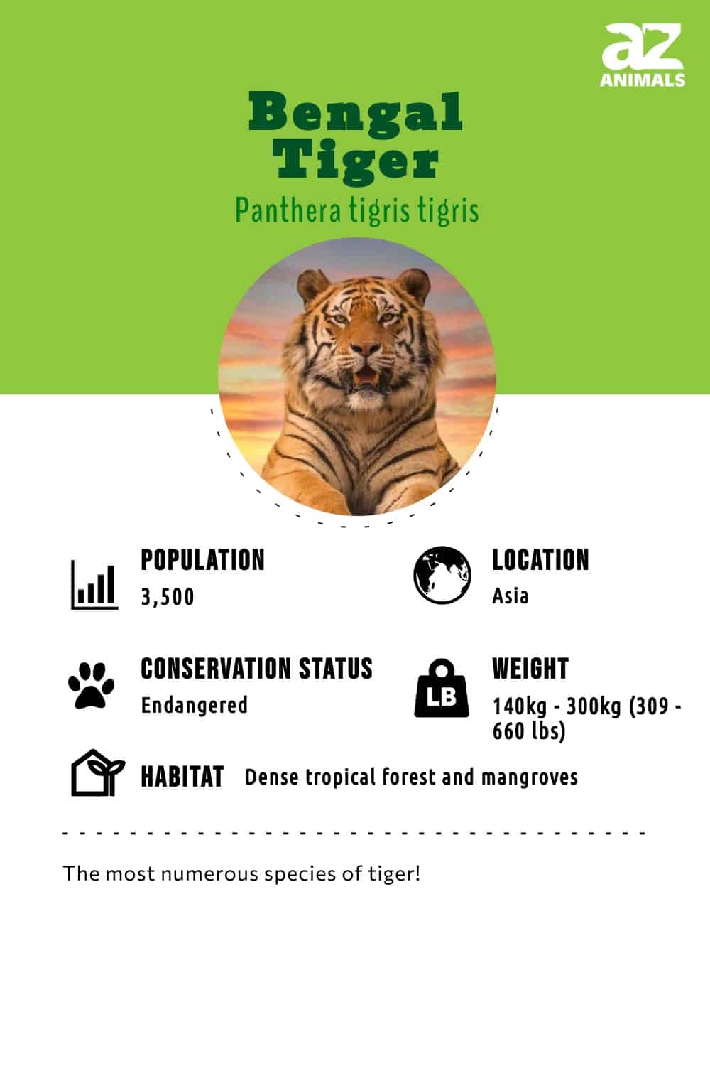 Bengal Tiger Animal Facts - Panthera tigris tigris - A-Z Animals