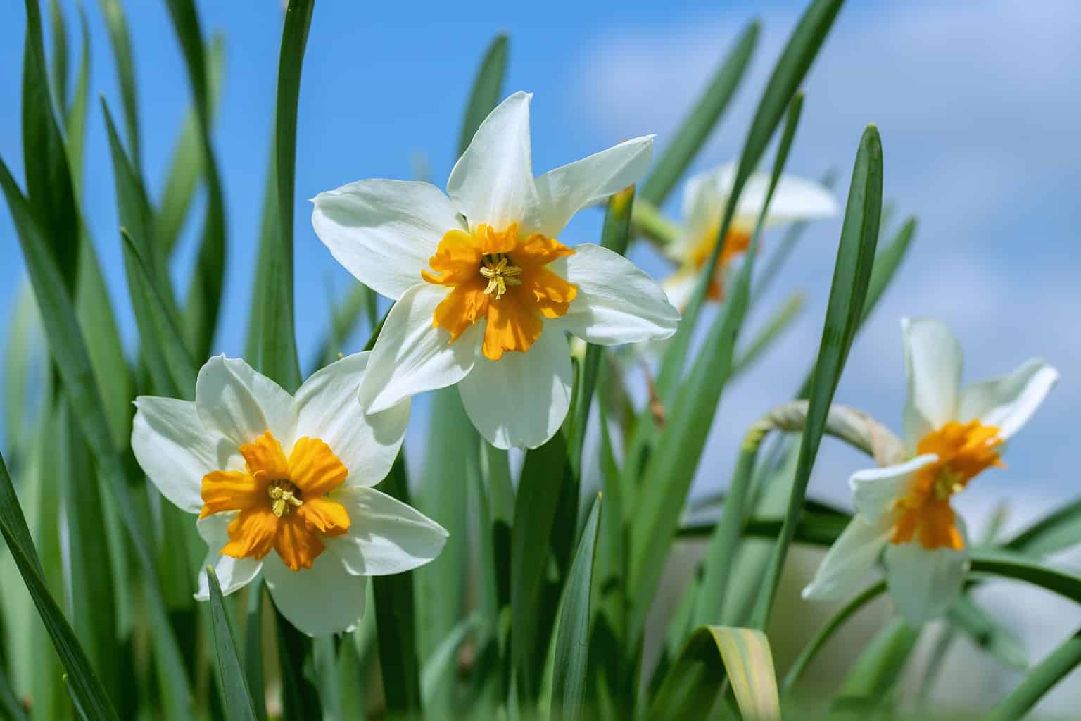 10 Types of Small-Cupped Daffodils - A-Z Animals
