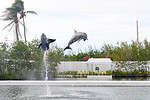 Discover 10 Aquariums And Zoos With Dolphins - A-Z Animals