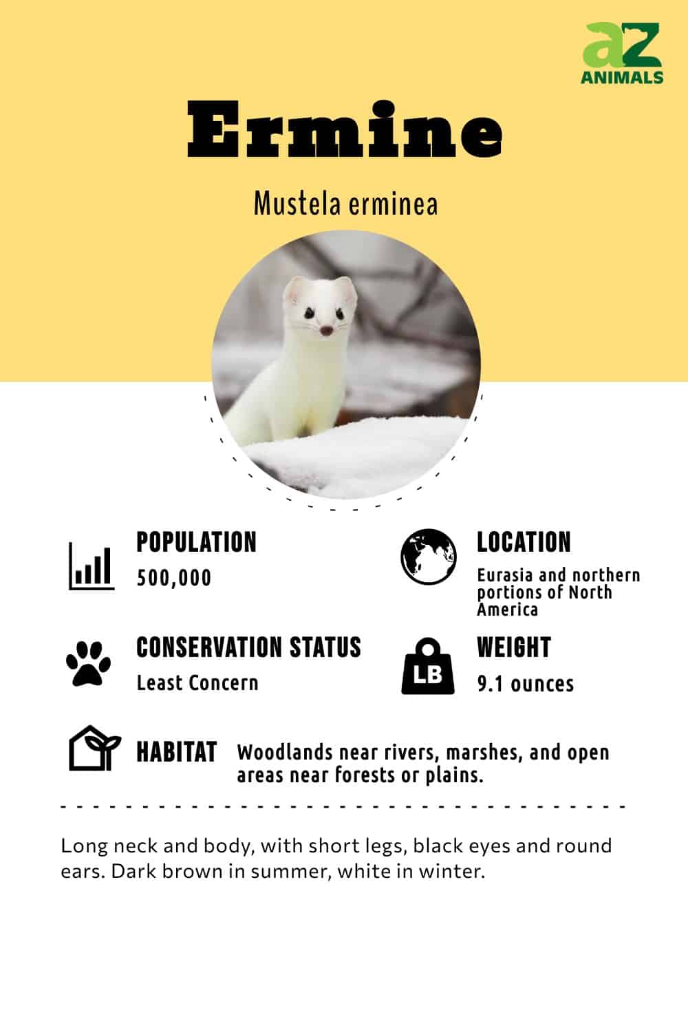 Ermine Animal Facts - Mustela erminea - A-Z Animals